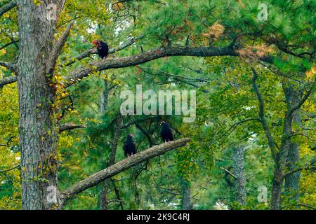Turkey Vulture, Washington County, North Carolina Saturday, October 22 ...