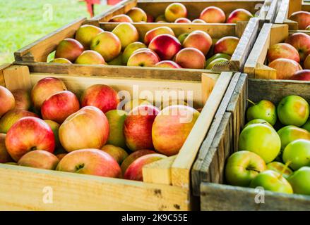 fresh picked apples stored in wooden boxes for transport from the ...