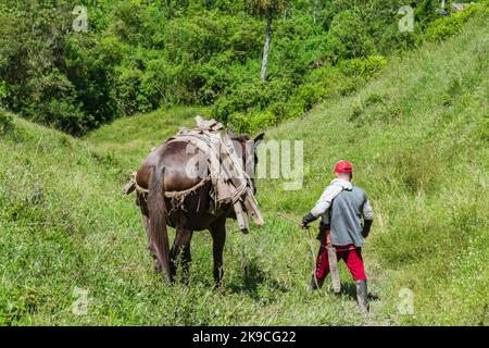 colombian muleteer carrying his mule through a road in the middle of a ...