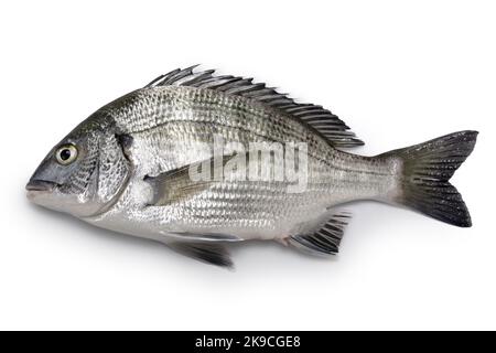 blackhead seabream isolated on white background Stock Photo - Alamy