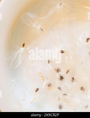 Harvested 'Hello Yellow' milkweed seeds or butterfly weed seeds ...