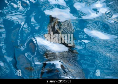 Underwater object affecting the movement of water in a pool. Southwark ...