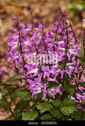 Pink flowers of the spur flower. Plant close-up against a green ...