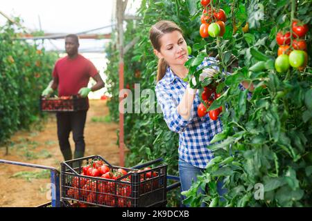 Woman carries on wheelbarrow plastic boxes with harvest of tomatoes ...