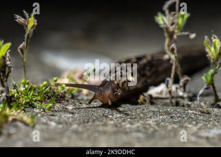 A Large Leopard Slug on Red Mulch Stock Photo - Alamy