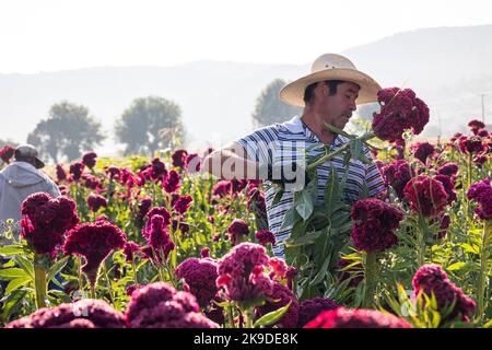 Morelia, Mexico, 27 Oct 2022, Farmers harvest Cockscomb (celosia ...