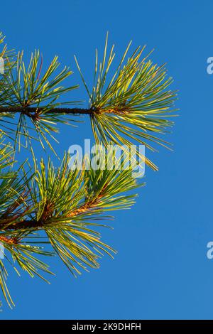 Pitch Pine, Pinus rigida Stock Photo - Alamy