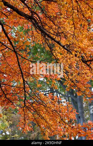 Fall colors in Lakewood, Ohio, west of downtown Cleveland, 2024 Stock ...
