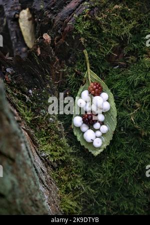 Berries and pine cones sitting on a leaf, Pacific Northwest, USA Stock ...