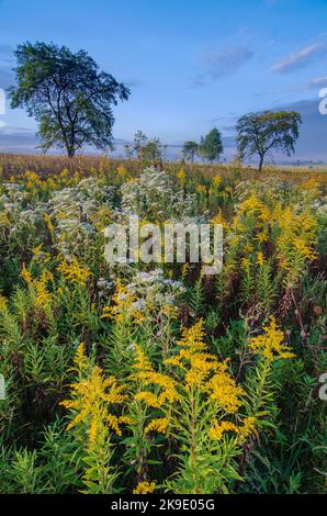 Springbrook Prairie Forest Preserve, Naperville IL Stock Photo - Alamy