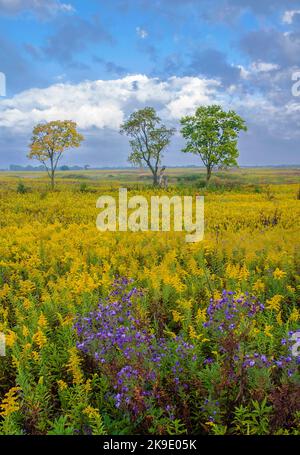 Goldenrod (Soldago) grows in profusion at Springbrook Prairie Forest ...