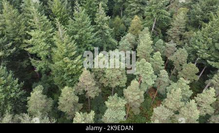 Aerial view of Sitka spruce conifer forestry and temperature inversion ...