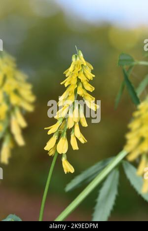 tall melilot (Melilotus altissimus Stock Photo - Alamy