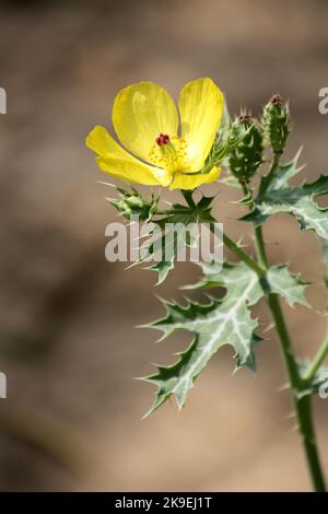 Mexican prickly poppy plant (Argemone Mexicana) with golden flower and ...