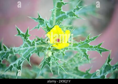 Mexican prickly poppy plant (Argemone Mexicana) with golden flower and ...
