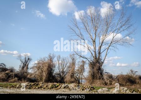 Swampy autumn, sunny landscape. A panoramic view of the marsh in the ...