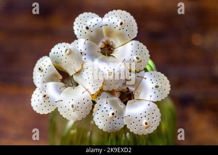Beautifully created works of decoration made from shells called lagang ...