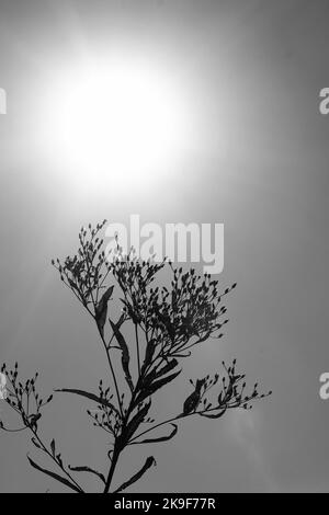 The bright sun fighting to shine thru the thick clouds Stock Photo - Alamy