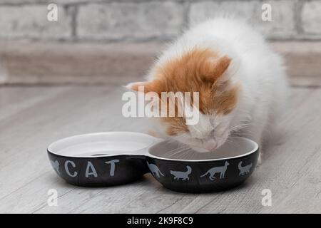 little kitten eats food from a bowl. kitten eating dry food. High ...
