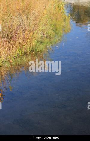 Typical common wild reeds and grasses growing along the shoreline Stock ...