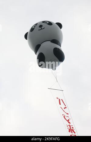 A giant panda balloon is seen in Ueno, Taito city on October 28, 2022 ...