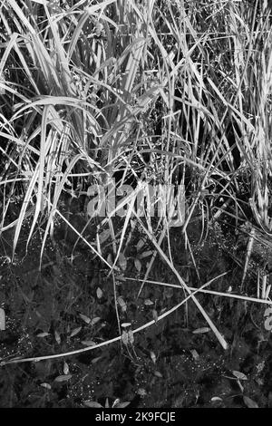 Typical common wild reeds and grasses growing along the shoreline Stock ...
