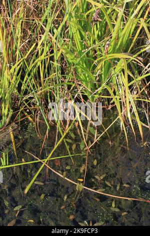 Typical common wild reeds and grasses growing along the shoreline Stock ...