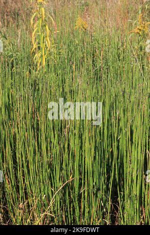 Typical common wild reeds and grasses growing along the shoreline Stock ...