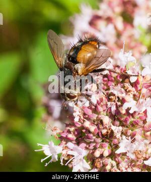Tachina, Parasitic flies Stock Photo - Alamy