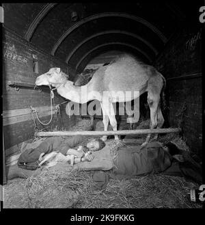 Animals and attendants in freight wagon Stock Photo - Alamy