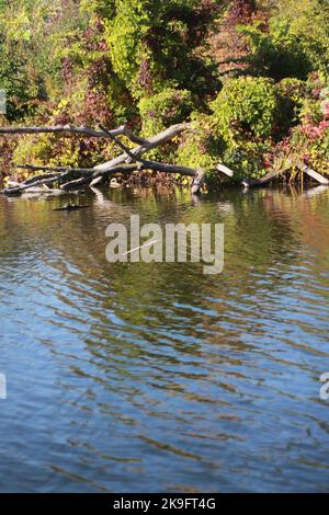 Grassy wilderness growing along the shoreline of the local pond Stock ...