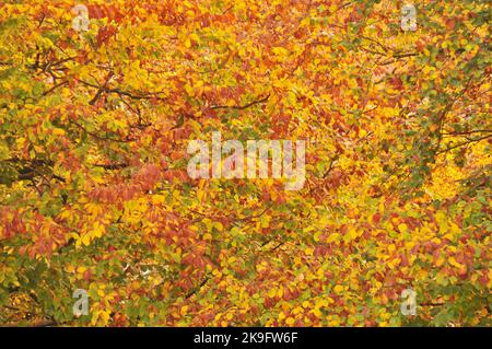 Copenhagen/Denmark/28 October 2022/Autumn or fall colour of tree and ...