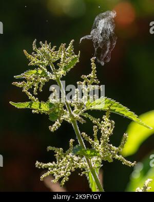 Male and female flowers of nettle Stock Photo - Alamy