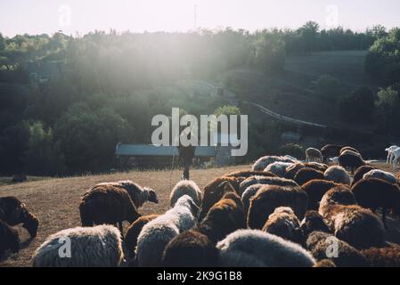 Female shepherd and flock of sheep at a lawn Stock Photo - Alamy