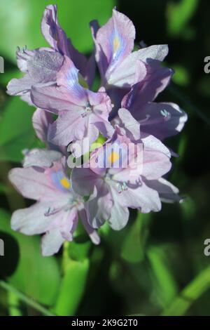Water hyacinth in natural water sources Stock Photo - Alamy