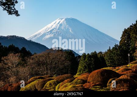 The breathtaking view of the snowy mount Fuji behind the autumn forest ...