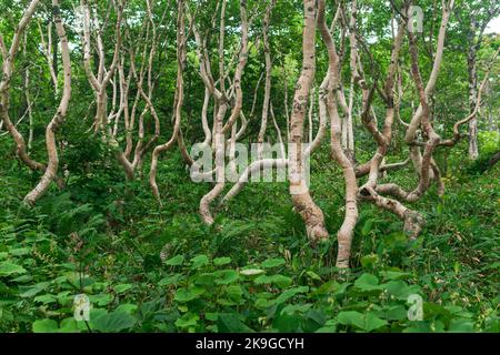 forest landscape of the island of Kunashir, twisted trees and ...