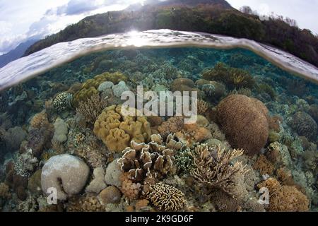 A diverse array of corals compete for space on a shallow, healthy reef ...