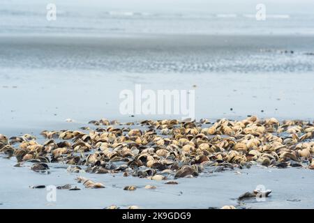 pile of empty shells of surf clams on the seashore left from fishing ...
