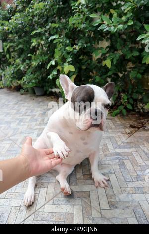 hand up dog or tame French bulldog Stock Photo - Alamy