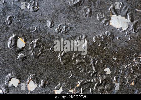 Chipped teflon PTFE (polytetrafluoroethylene) non stick coating on a ...
