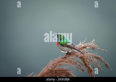 Male Southern Lesser Double-Collared Sunbird (Cinnyris chalybeus ...