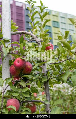 Apple apples apple harvest in South Tyrol Stock Photo - Alamy