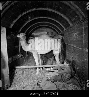 Animals and attendants in freight wagon Stock Photo - Alamy