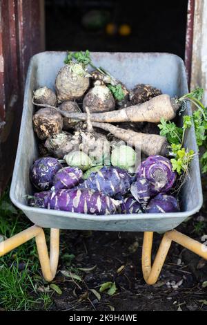 parsnips kohlrabi celery in a dray in autumn field Stock Photo - Alamy