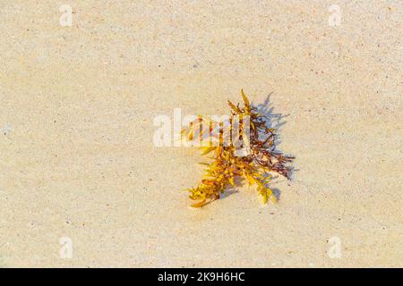Yellow red orange seaweed seagrass sargazo at tropical mexican beach in ...