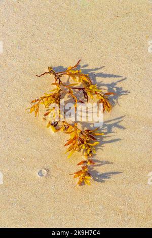 Yellow red orange seaweed seagrass sargazo at tropical mexican beach in ...