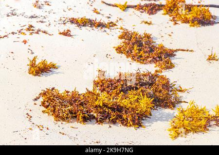 Yellow red orange seaweed seagrass sargazo at tropical mexican beach in ...