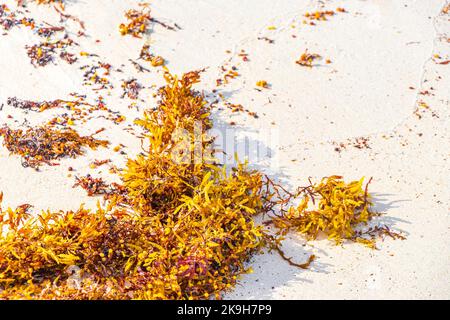 Yellow red orange seaweed seagrass sargazo at tropical mexican beach in ...