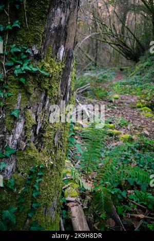 Closeup of fern leaves covered in raindrops in a field with a blurry ...